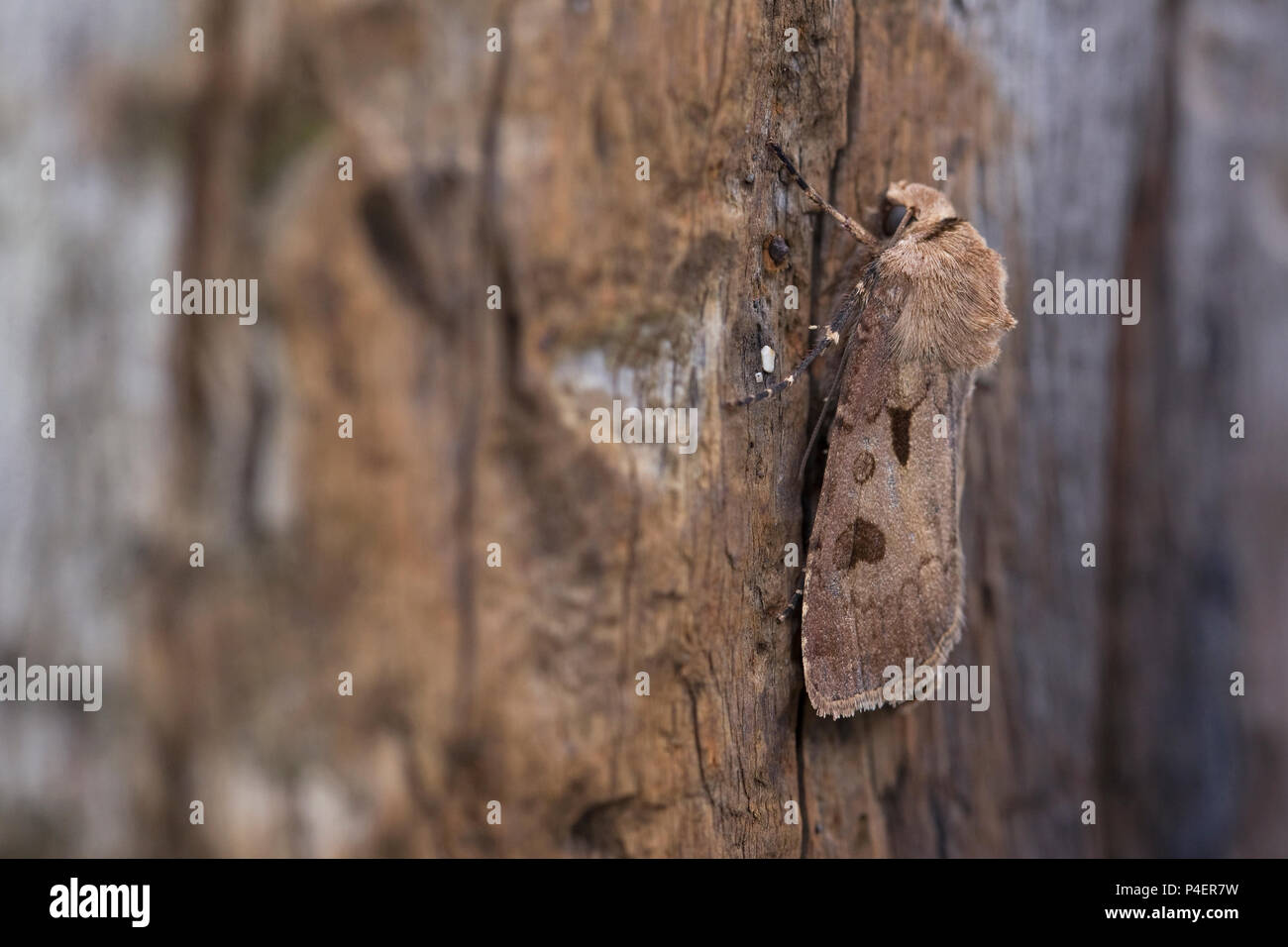 Heart and dart moths hi-res stock photography and images - Alamy