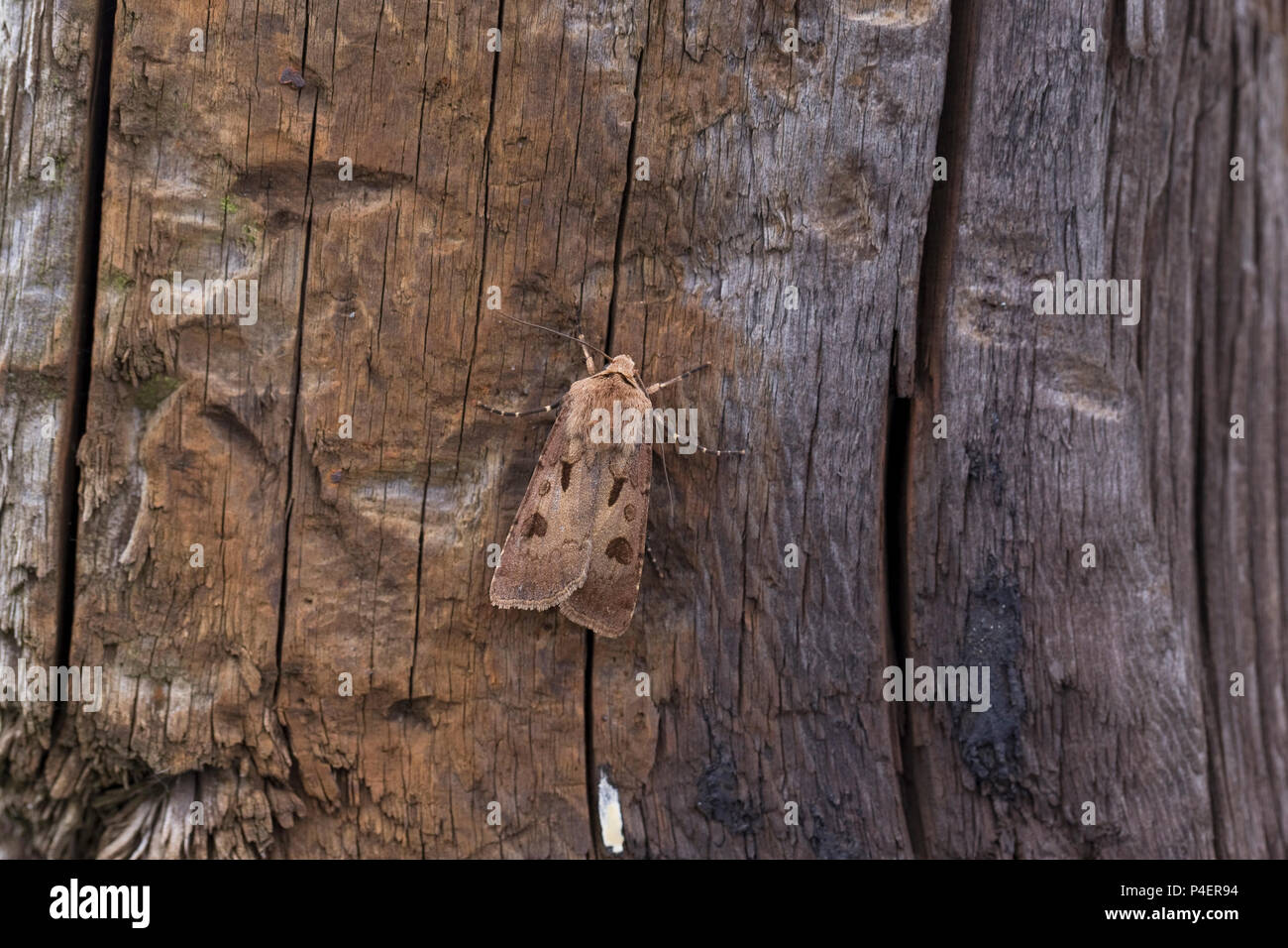 Heart and Dart Moth (Agrotis exclamationis Stock Photo - Alamy