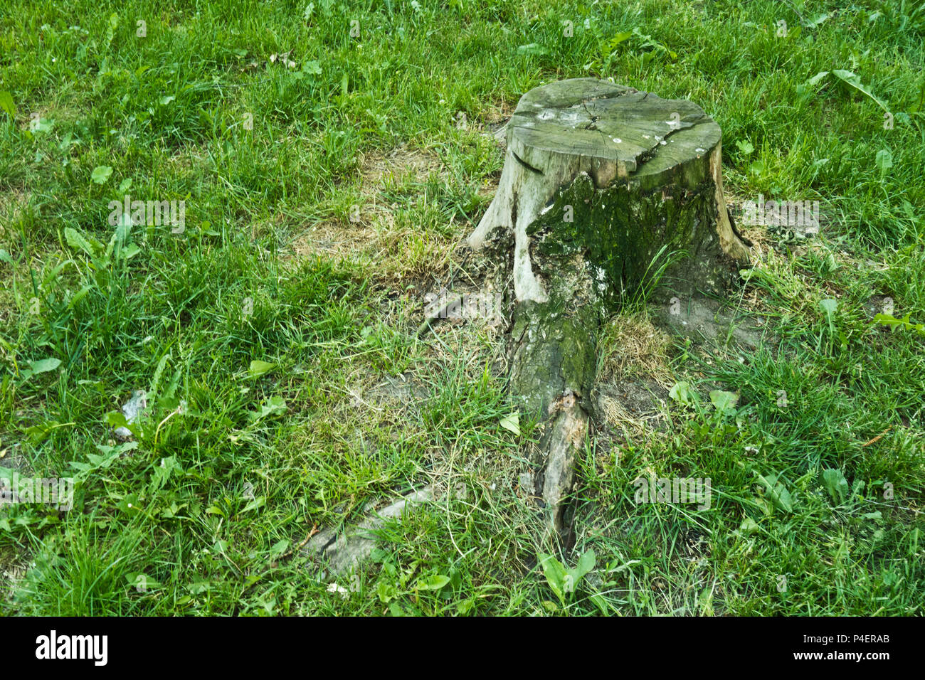 tree stump, deforestation and environment endangered concept Stock ...