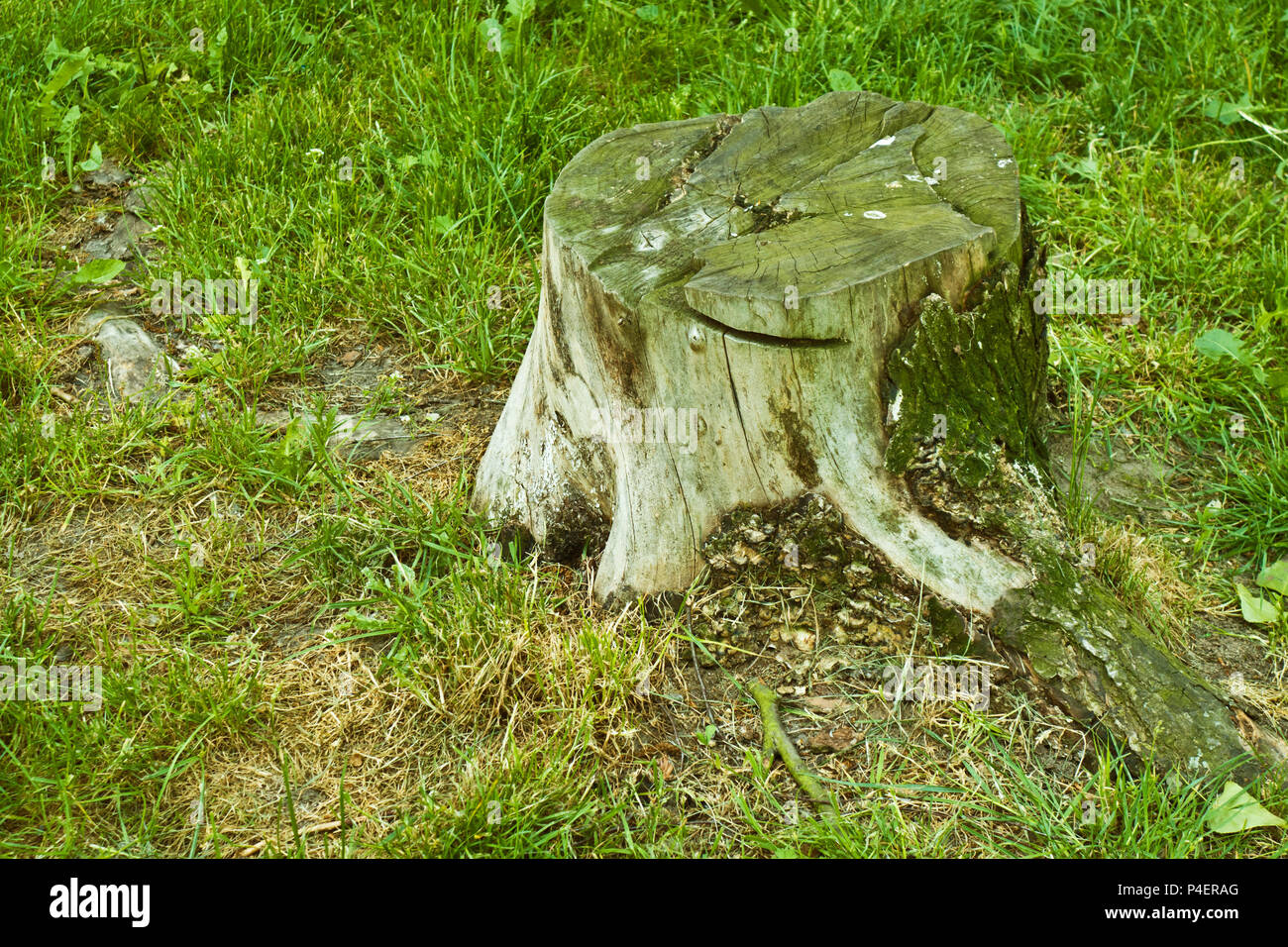 tree stump, deforestation and environment endangered concept Stock ...