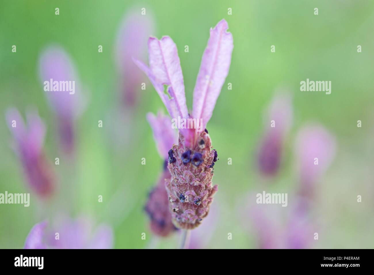 Lavender flowers in spring Lavandula stoechas Stock Photo - Alamy