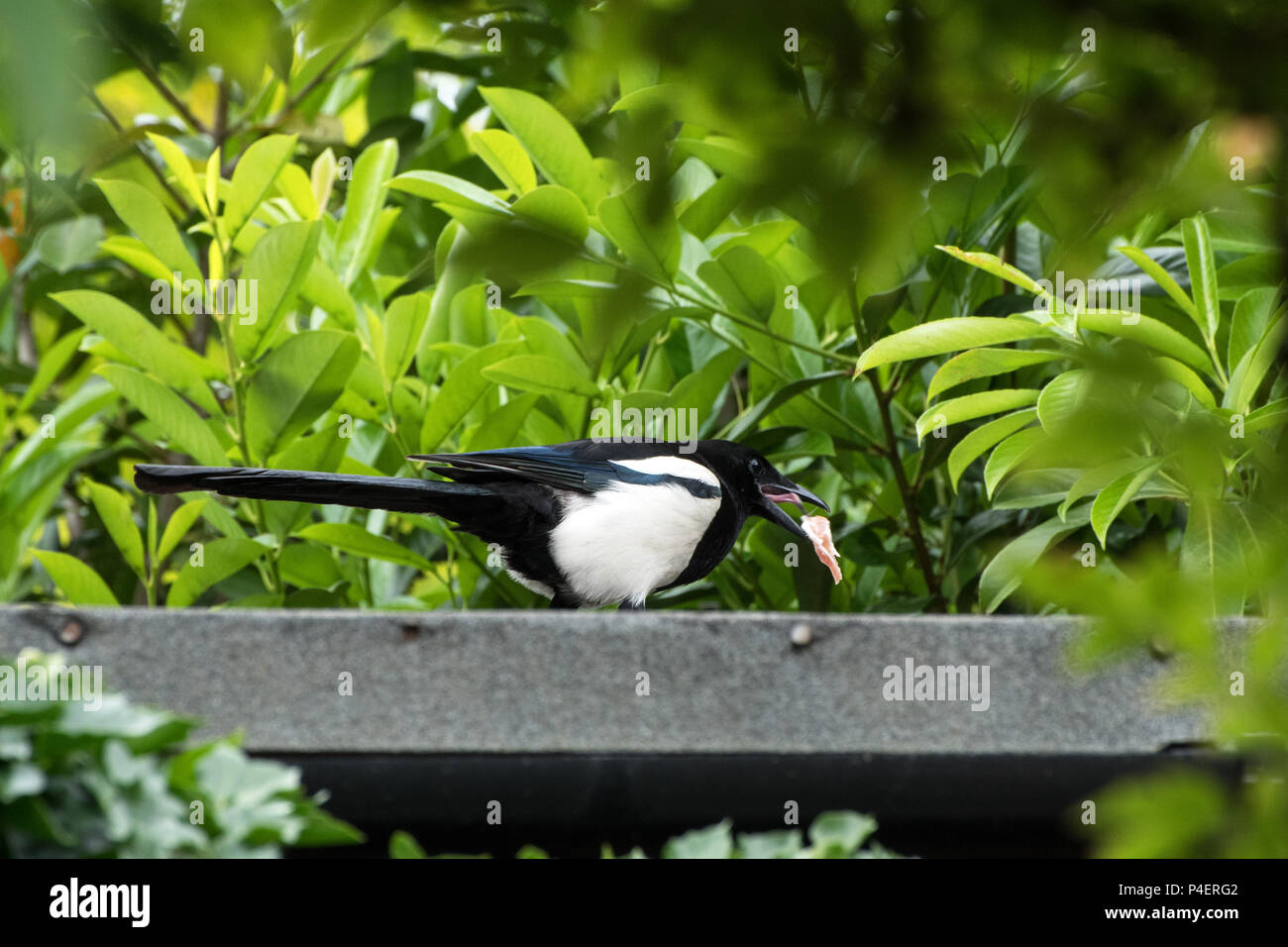 Magpie with mouth open eating showing its tongue Stock Photo - Alamy