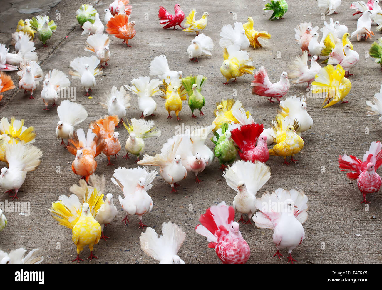 Colorful pigeons hi-res stock photography and images - Alamy