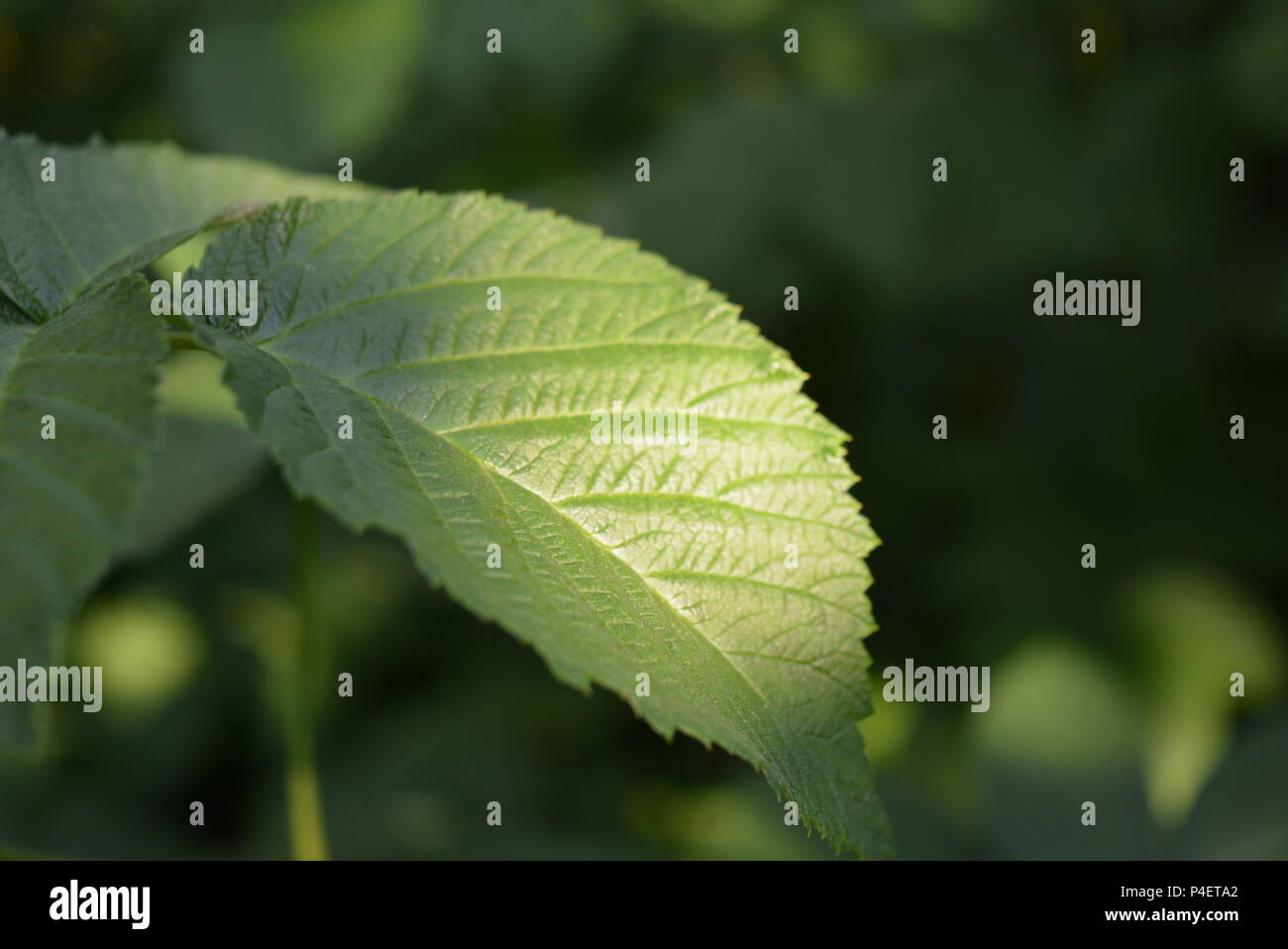 Raspberry bushes raspberry leaves on a sunbeam with its structure and ...