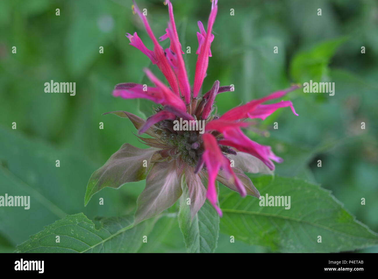 Red ruta ukrainian national monarch flower purple raspberry on a green ...