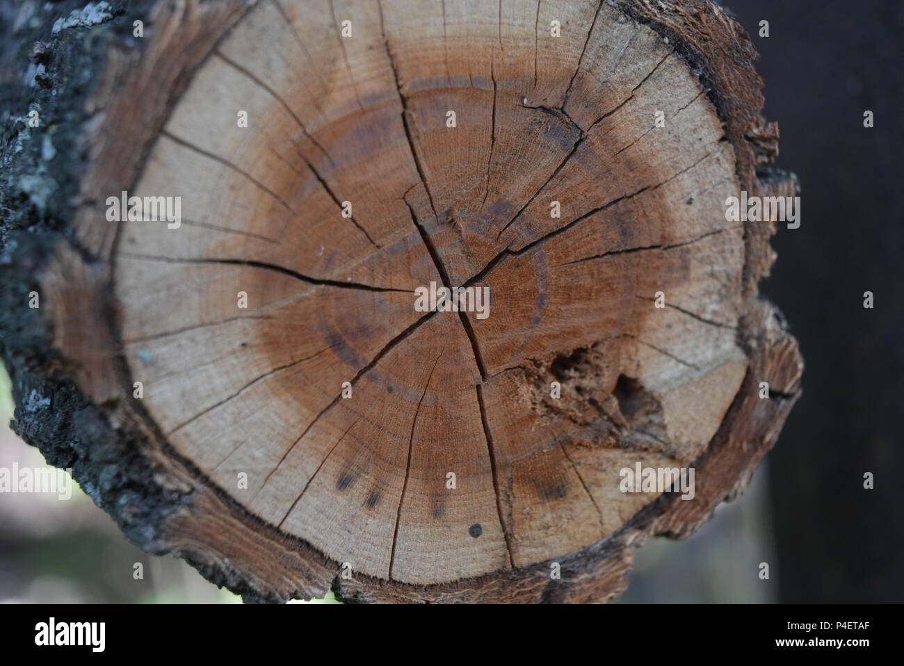 The trunk of a living tree is a beautiful color of wood with a thick ...