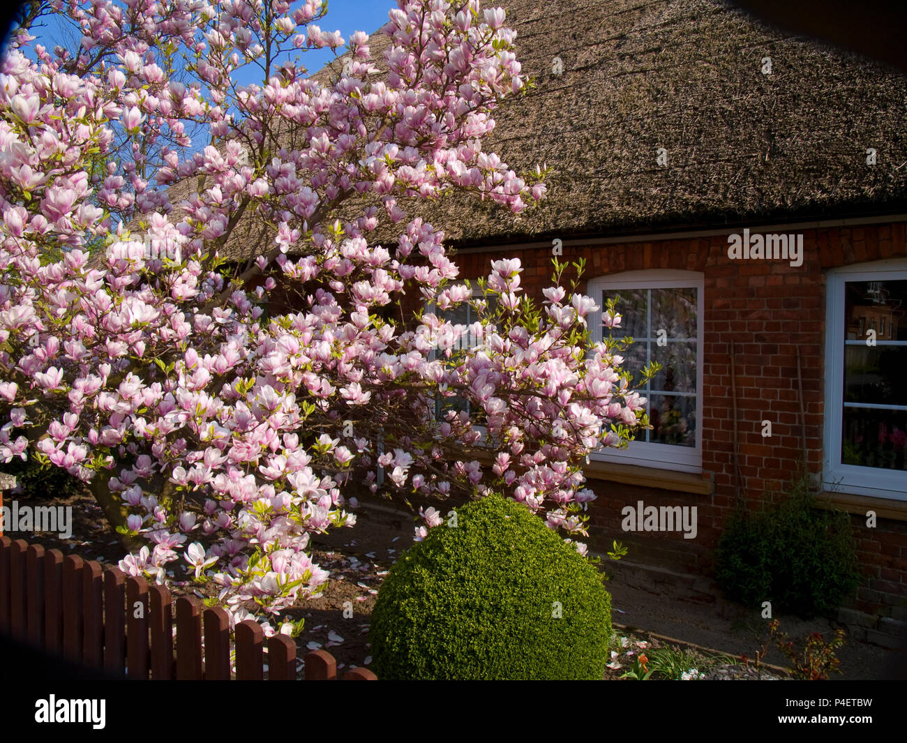 Magnolia tree full bloom hi-res stock photography and images - Alamy
