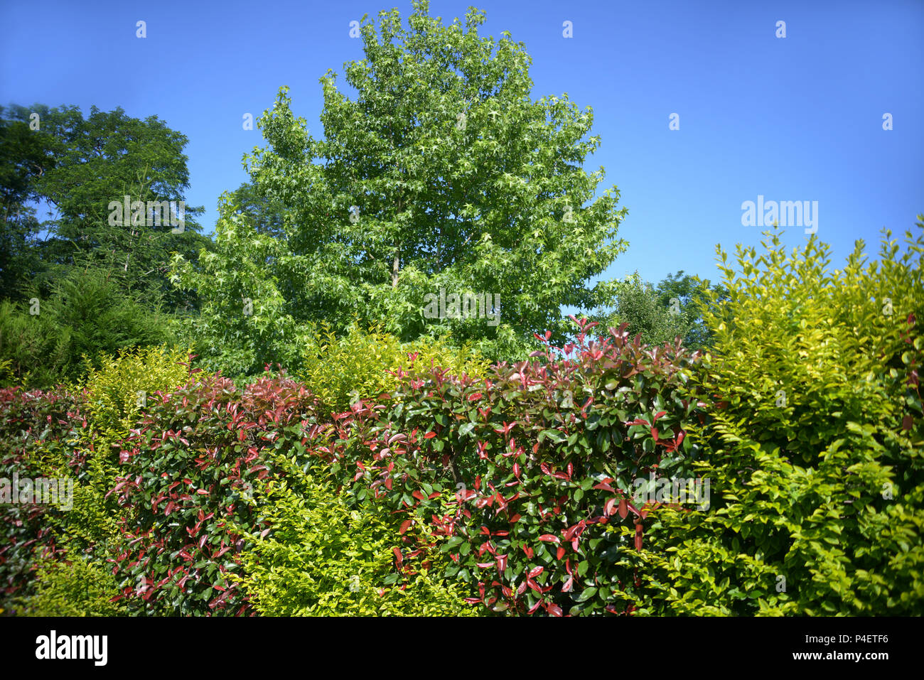 Good as hedge hi-res stock photography and images - Alamy