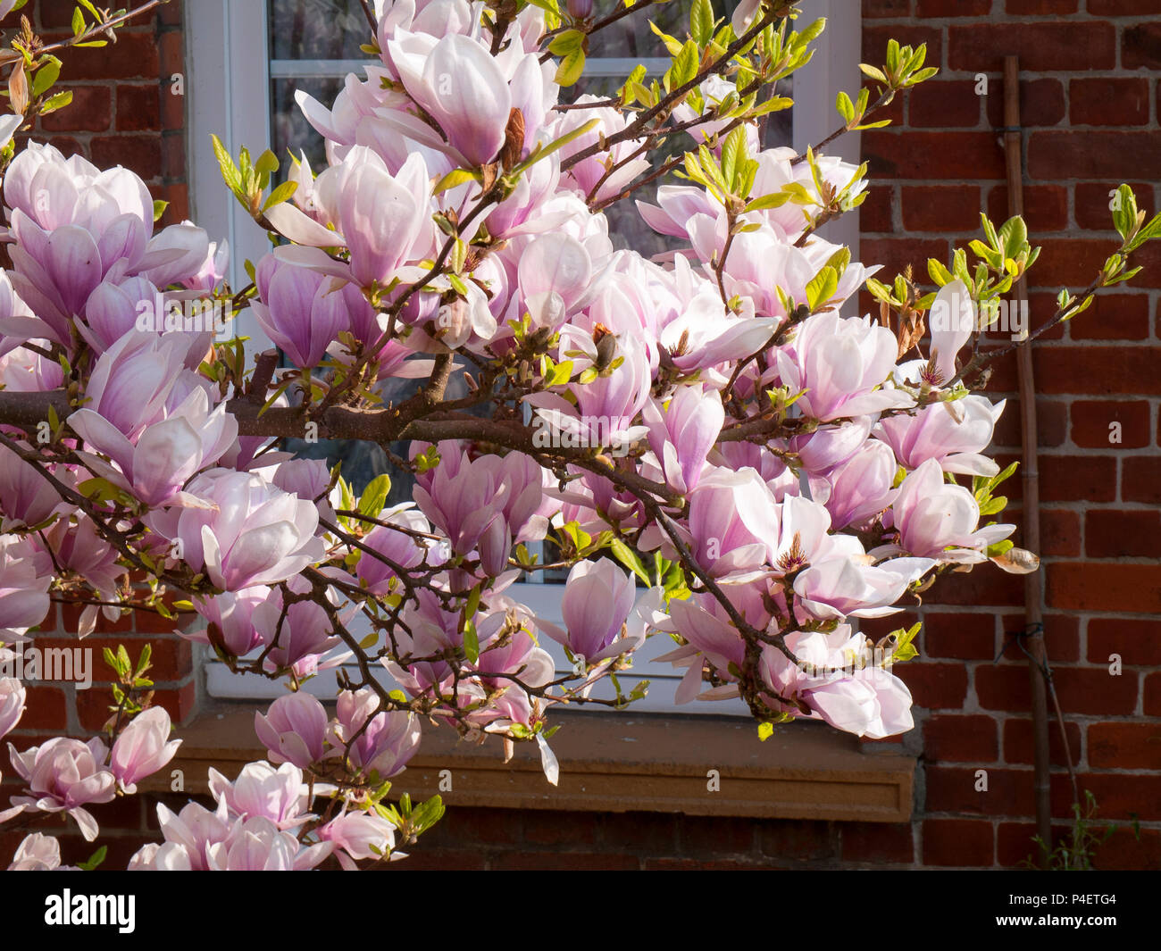 Magnolia tree full bloom hi-res stock photography and images - Alamy