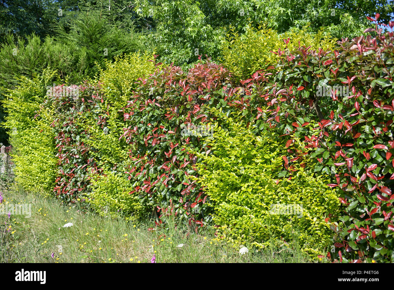 Good as hedge hi-res stock photography and images - Alamy