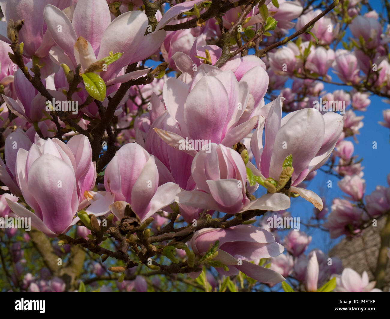 Magnolia tree full bloom hi-res stock photography and images - Alamy