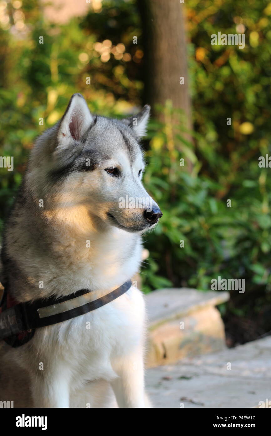 Husky sitting a woodland, with the evening light coming through the ...