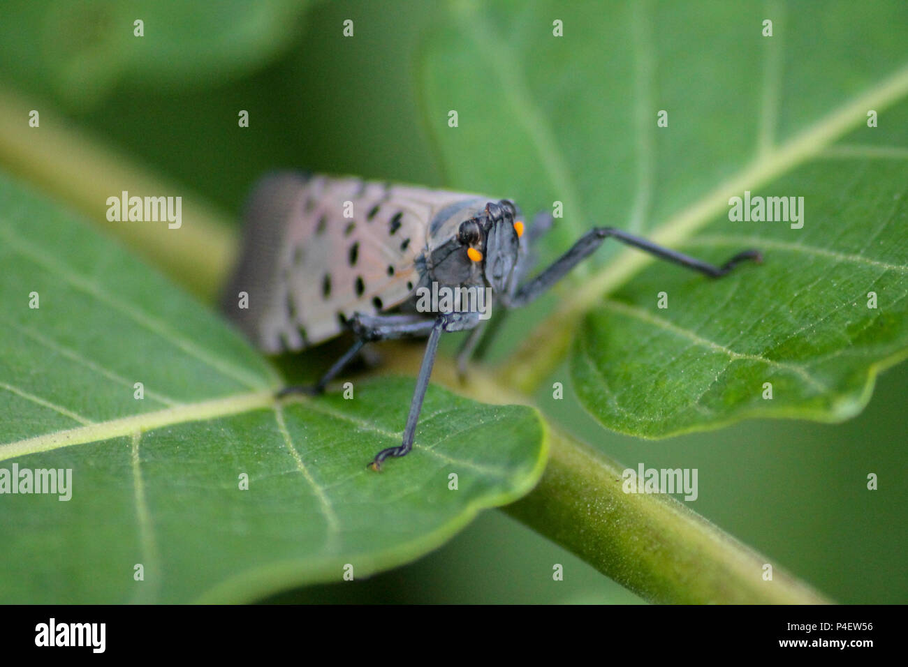Tree of heaven hi-res stock photography and images - Alamy