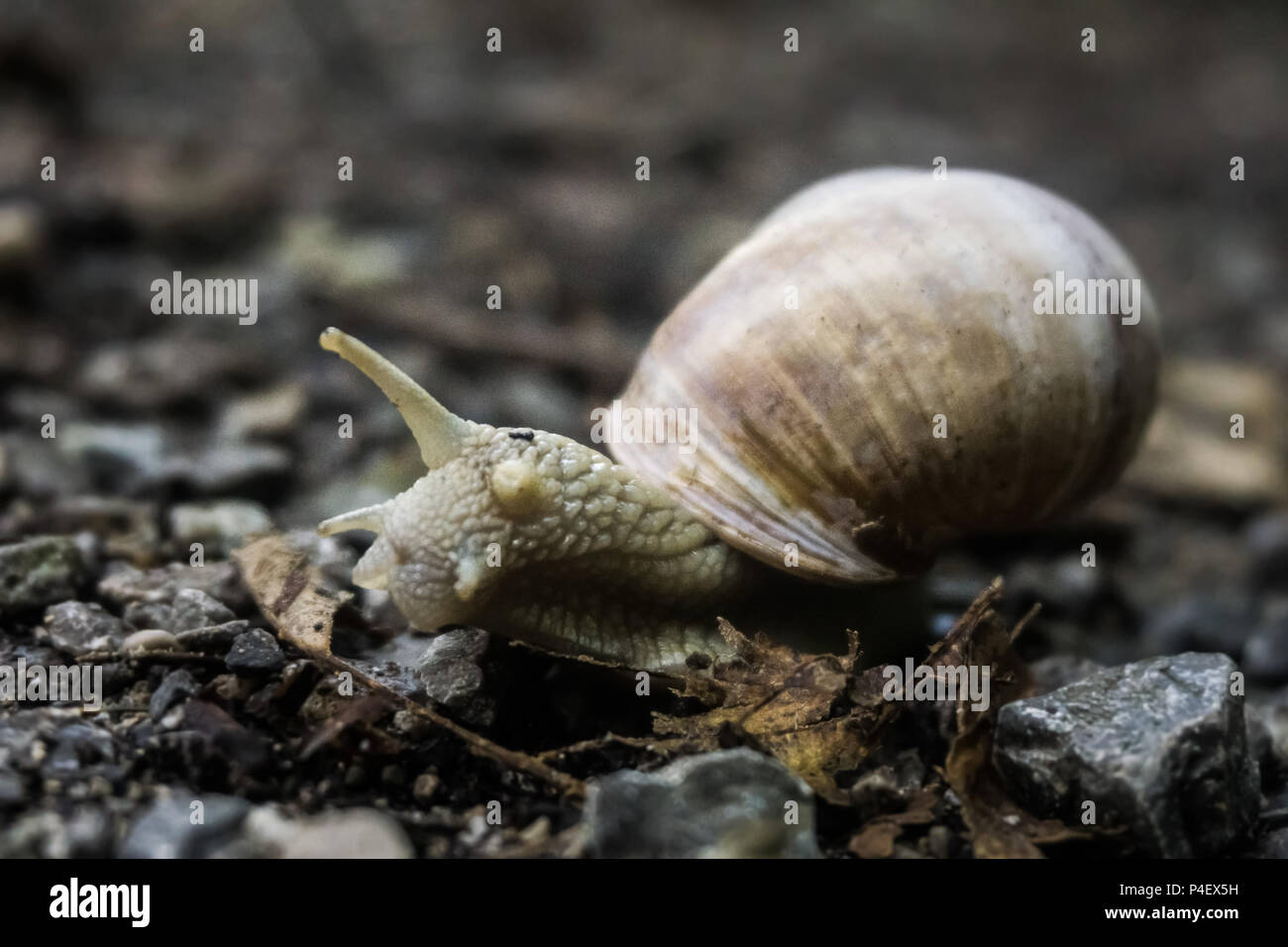 Snail crossing a path in the Bavarian woods Stock Photo - Alamy