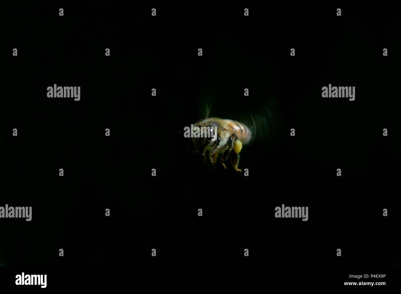 Fast flying bee hi-res stock photography and images - Alamy