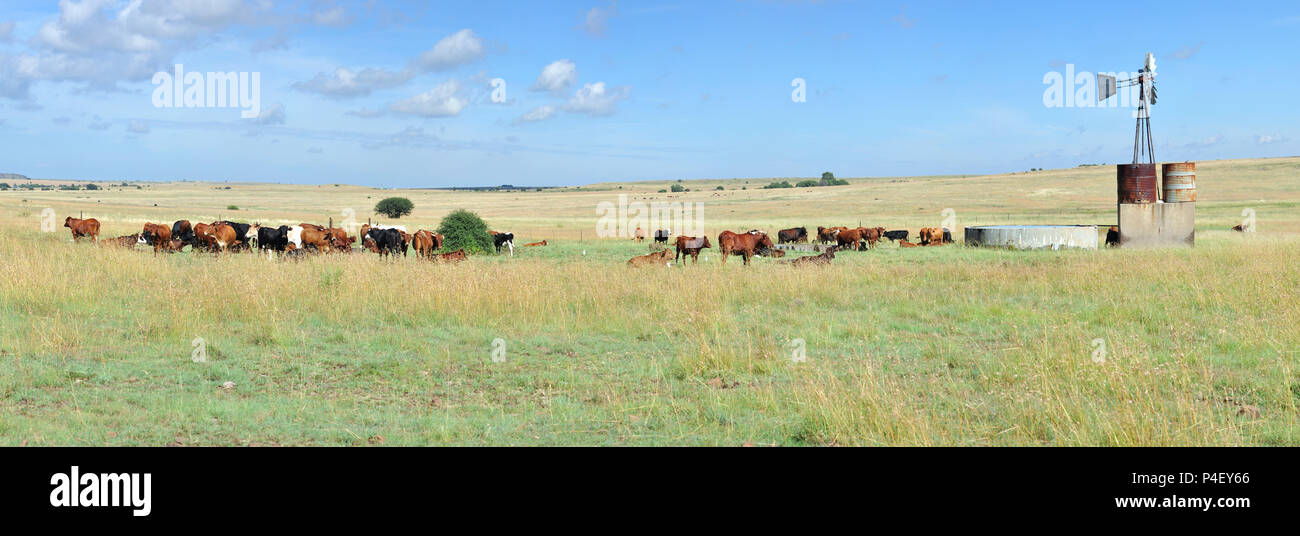 African cattle field High Resolution Stock Photography and Images - Alamy