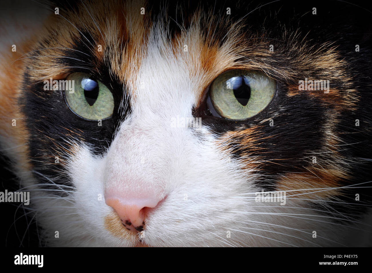 Mia a well loved multi coloured cat and a household pet in South Africa ...