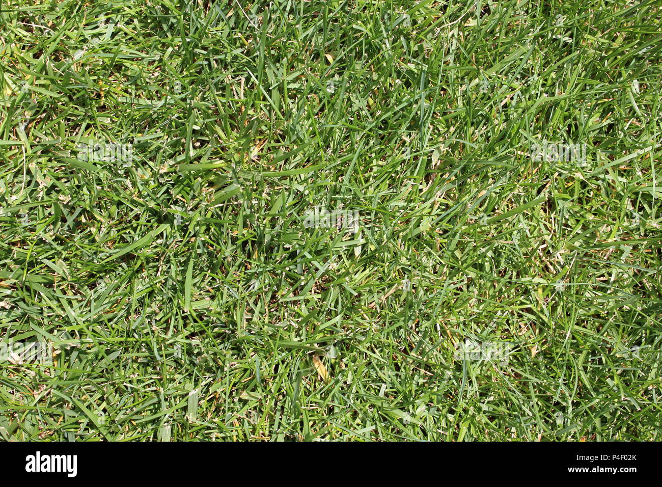 Cut and mowed green grass Stock Photo - Alamy