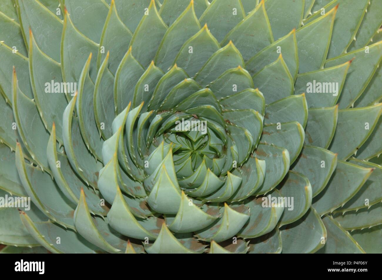 Swirl cactus hi-res stock photography and images - Alamy