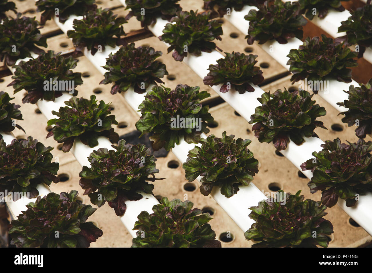 rows of dark brown lettuce cultivating at greenhouse Stock Photo - Alamy
