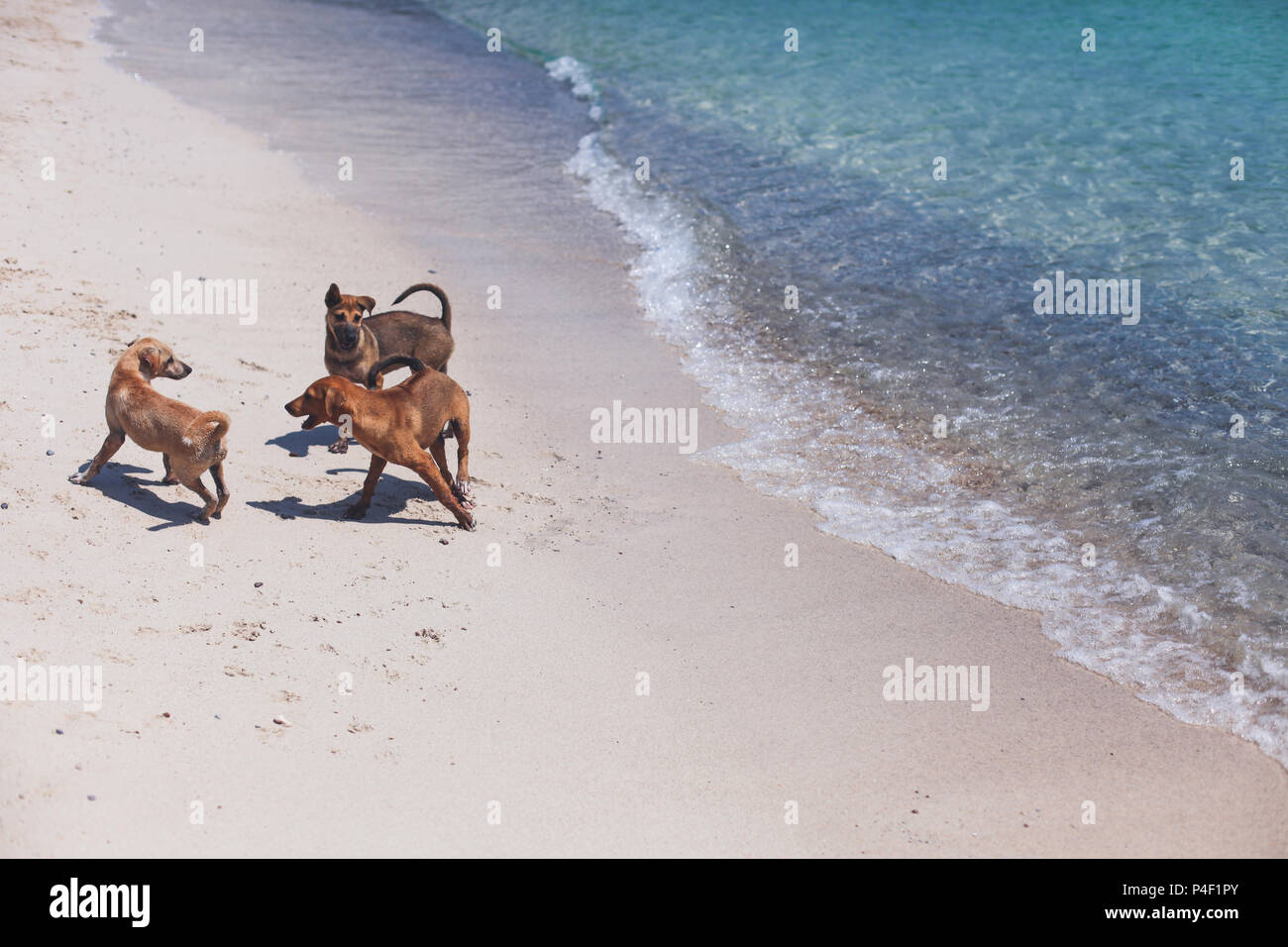 Group stray dogs hi-res stock photography and images - Alamy