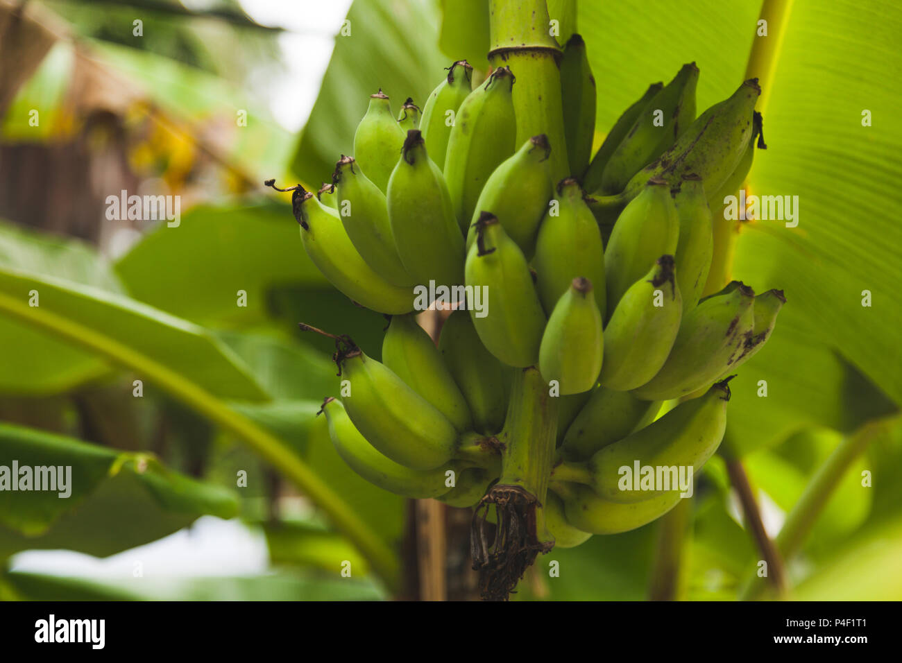 branch of fresh bananas growing on tree Stock Photo - Alamy
