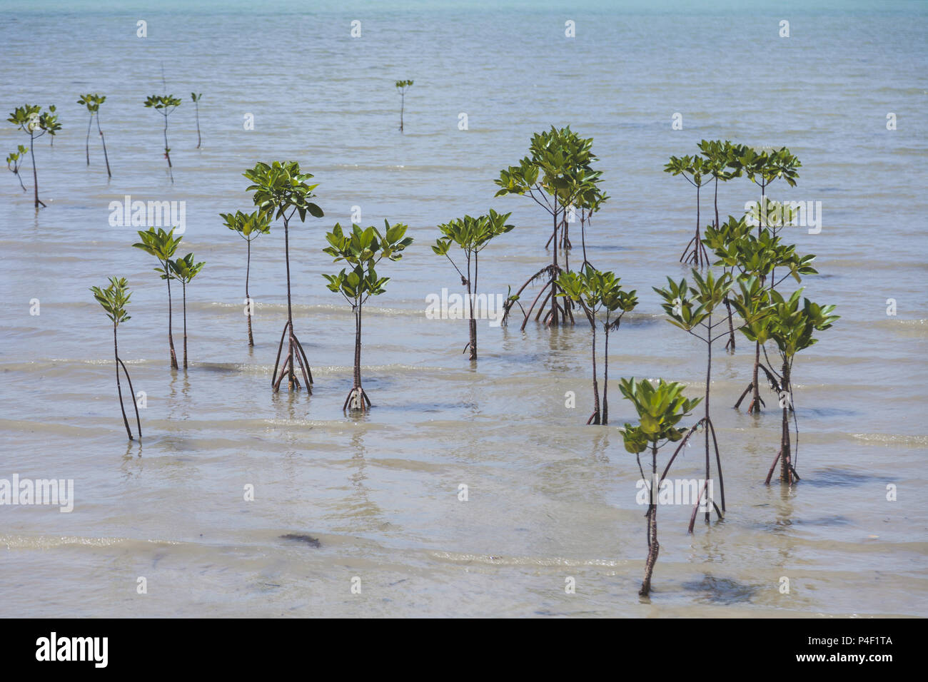 water plants growing from under sea surface Stock Photo - Alamy