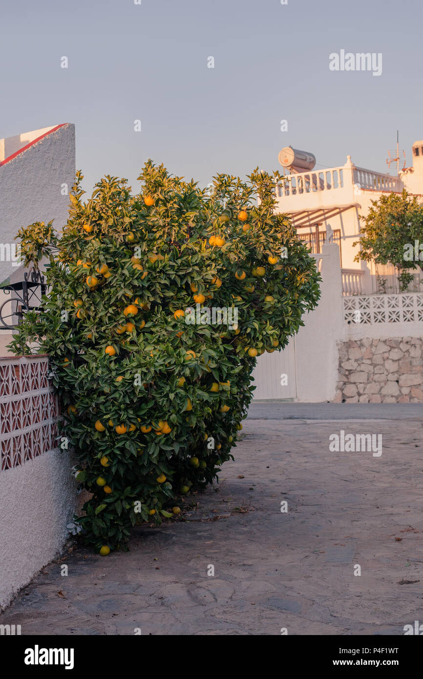 orange fruits tree on spanish street Stock Photo - Alamy