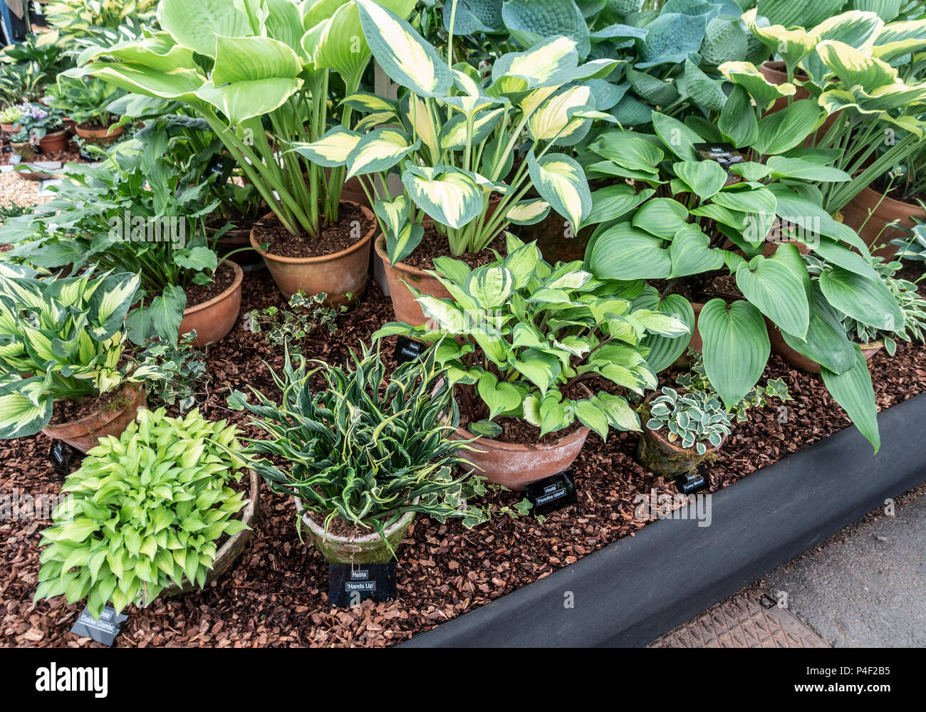 Hosta pots hi-res stock photography and images - Alamy