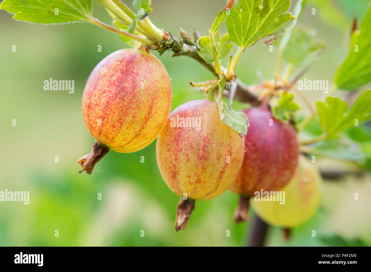 Ribes grossularia hi-res stock photography and images - Alamy