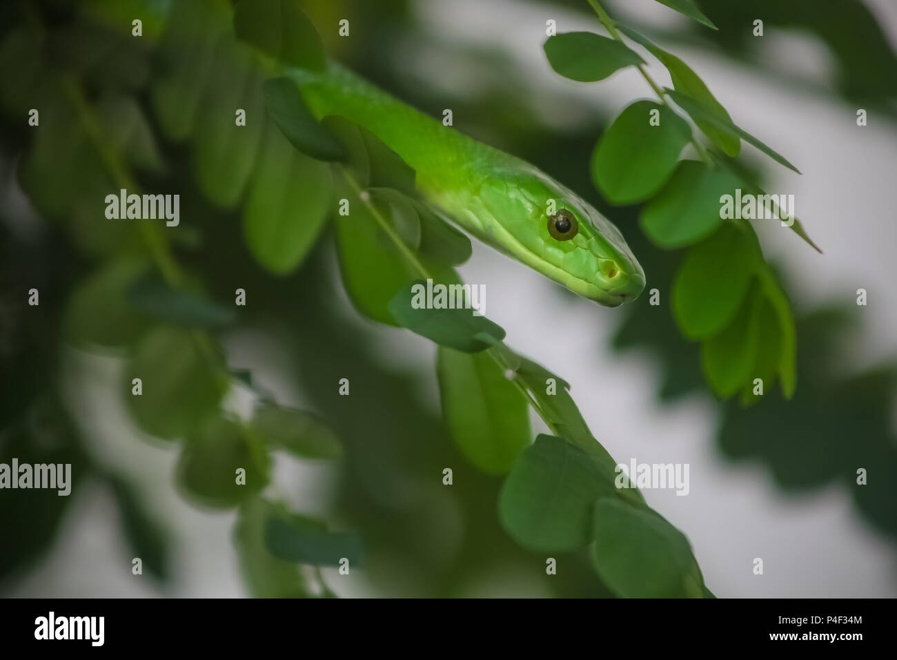 A Venomous Green Mamba Tree Snake in a South African Wildlife Preserve ...
