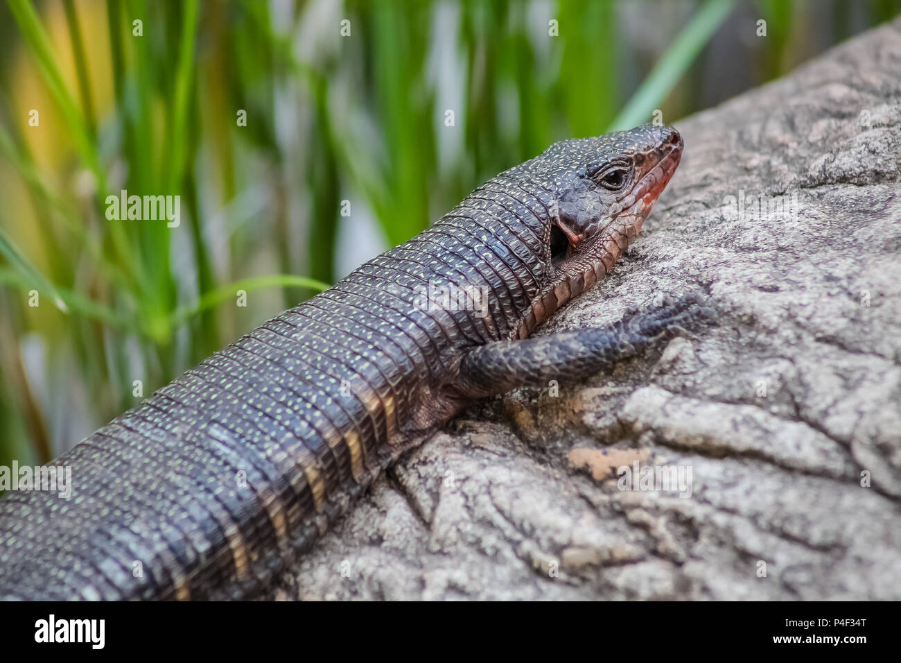 Small brown lizard on a rock in a South African Wildlife preserve Stock ...