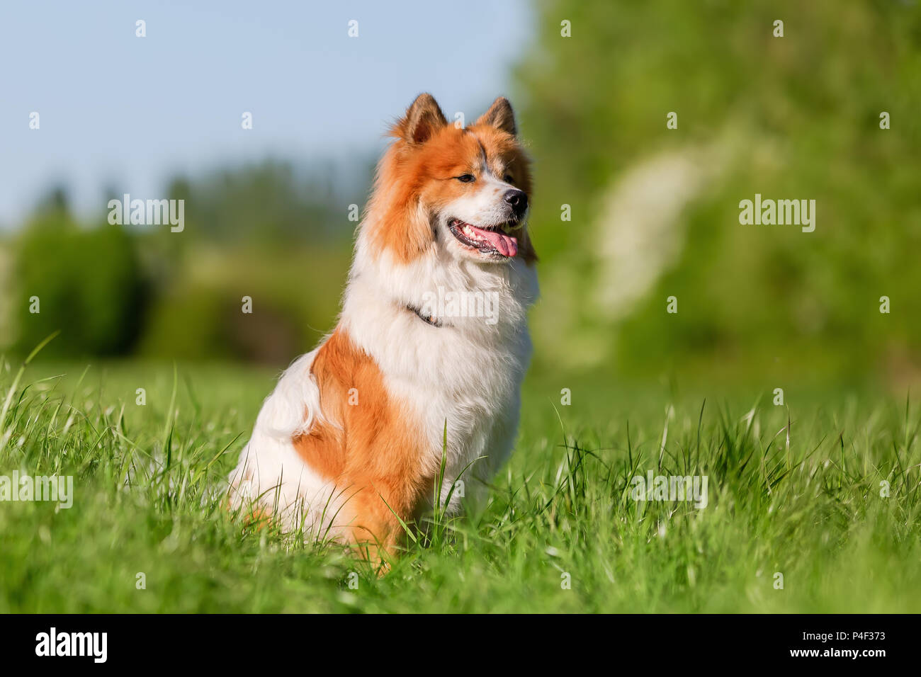 picture of a cute Elo dog who sits on a meadow Stock Photo - Alamy