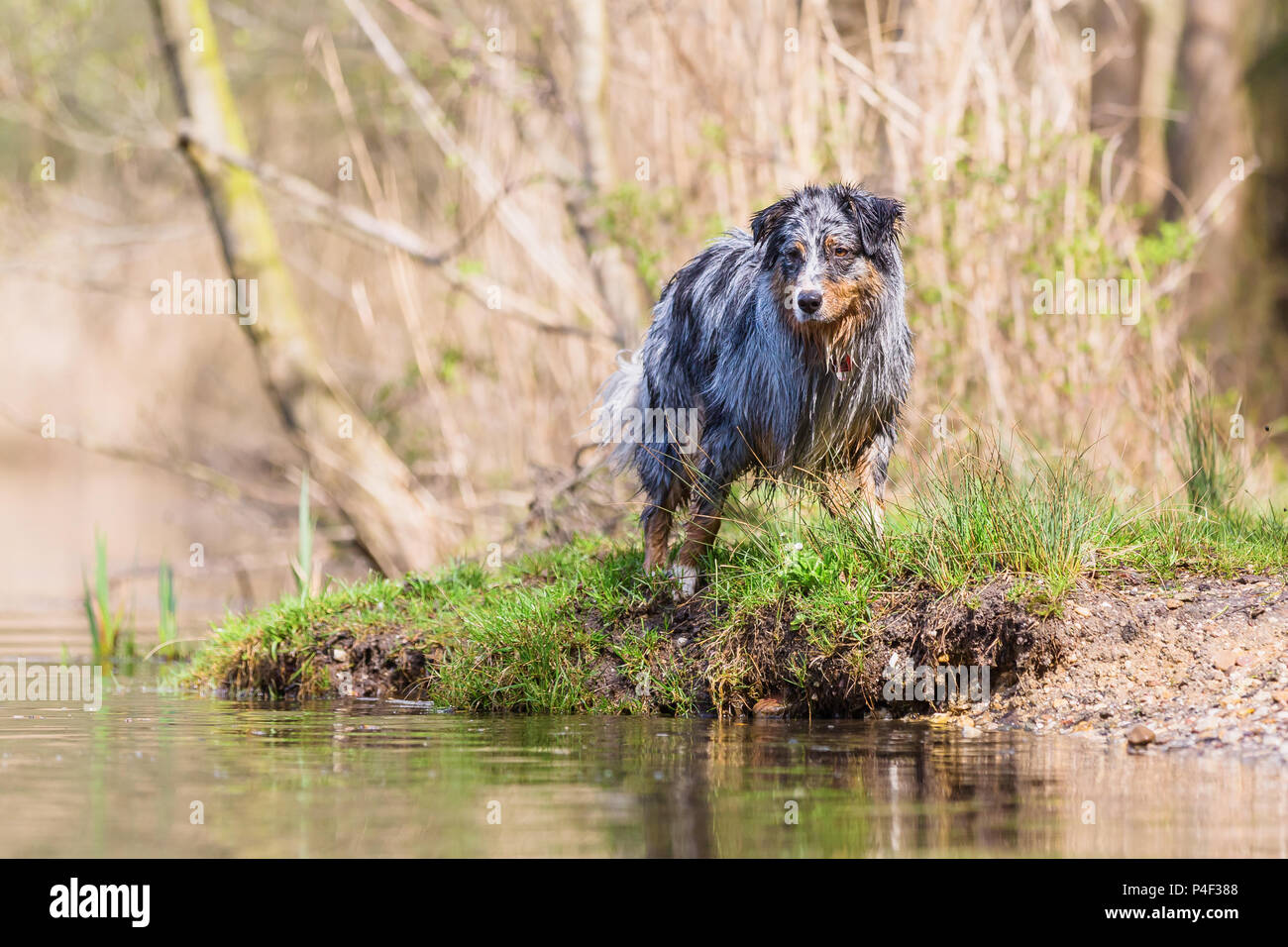 wet Australian Shepherd stands at the border of a lake Stock Photo - Alamy