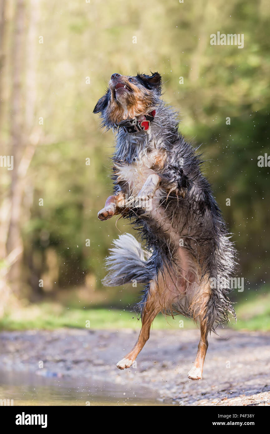 Wet australian shepherd hi-res stock photography and images - Alamy