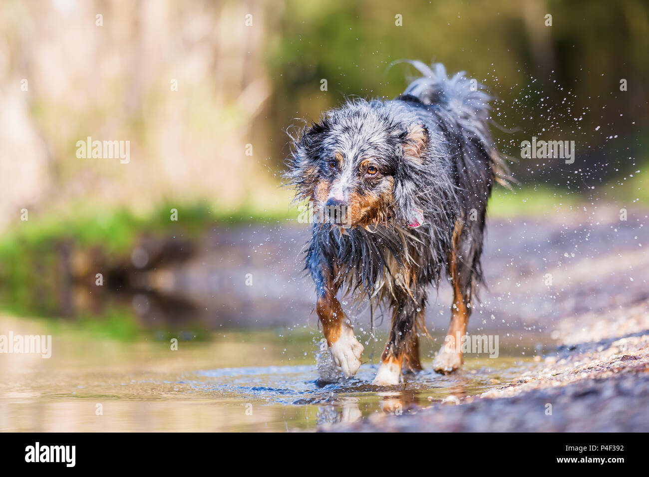 wet Australian Shepherd walks at the border of a lake Stock Photo - Alamy