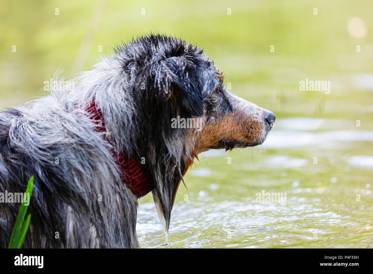 headshot of an Australian Shepherd dog at the border of a lake Stock ...