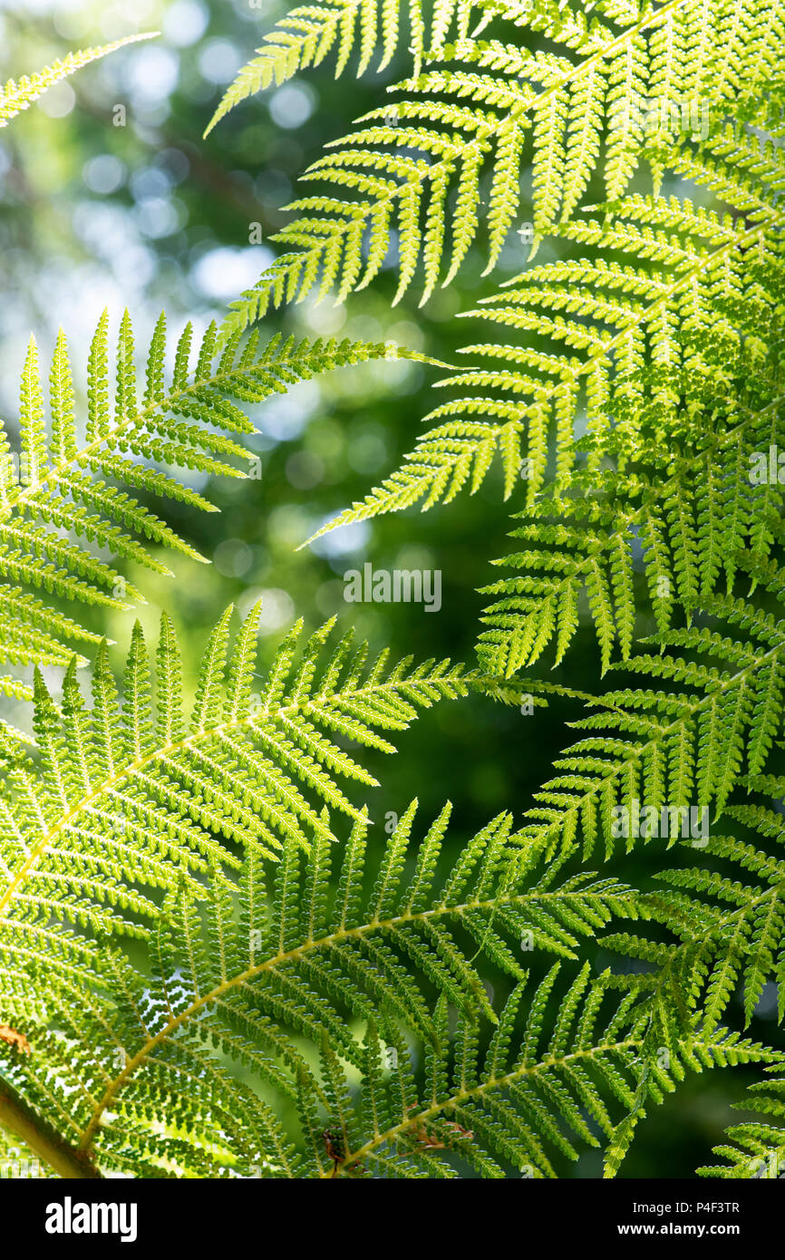 Dicksonia antarctica. Tree fern frond pattern Stock Photo - Alamy