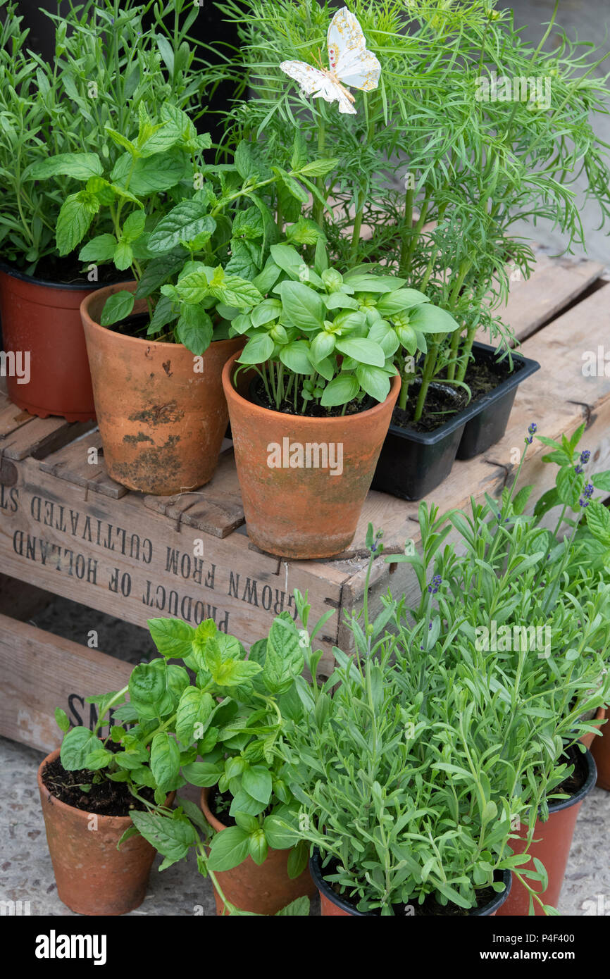 Herb plant display at a flower show. UK Stock Photo - Alamy