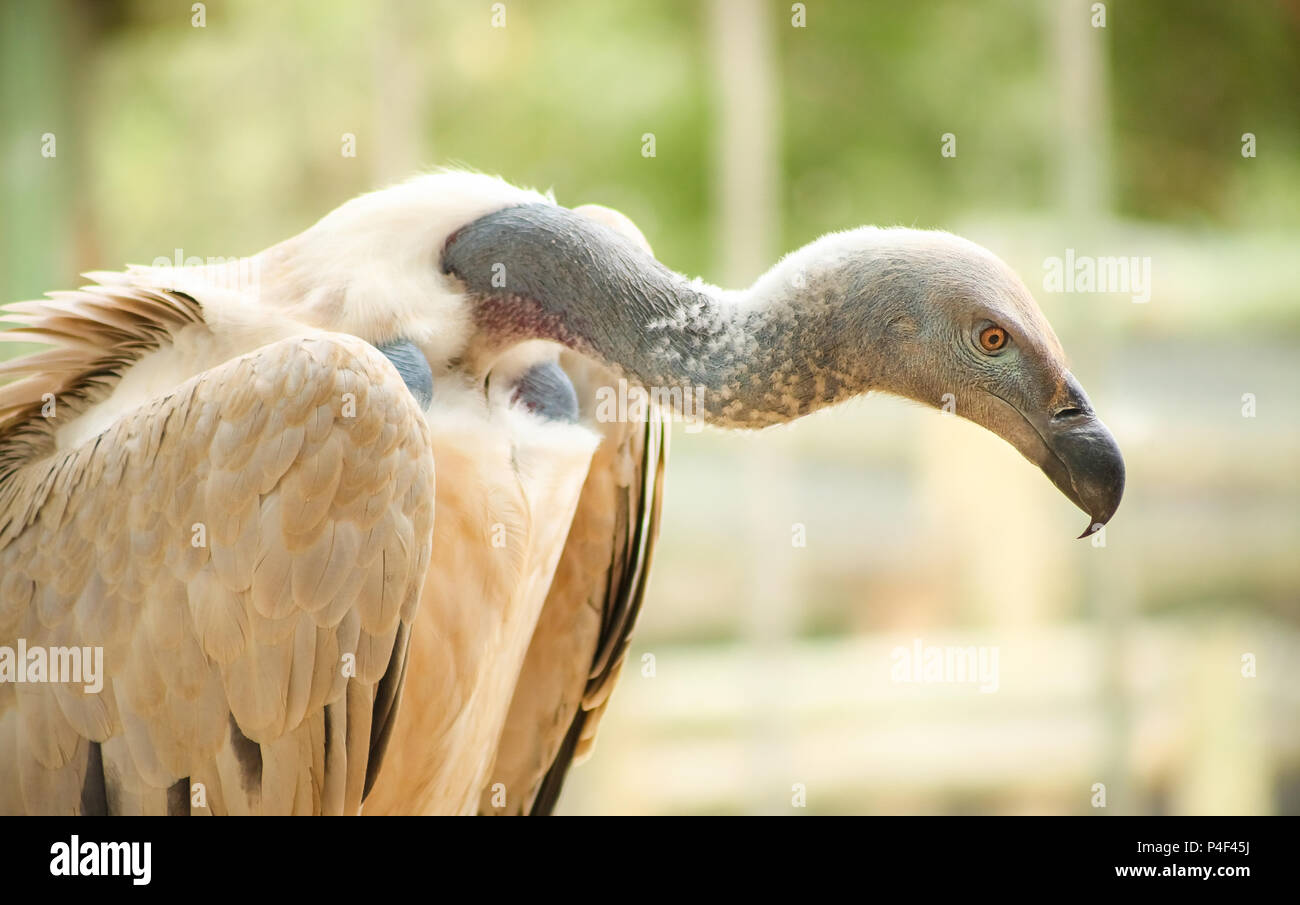 Vulture Scavenger