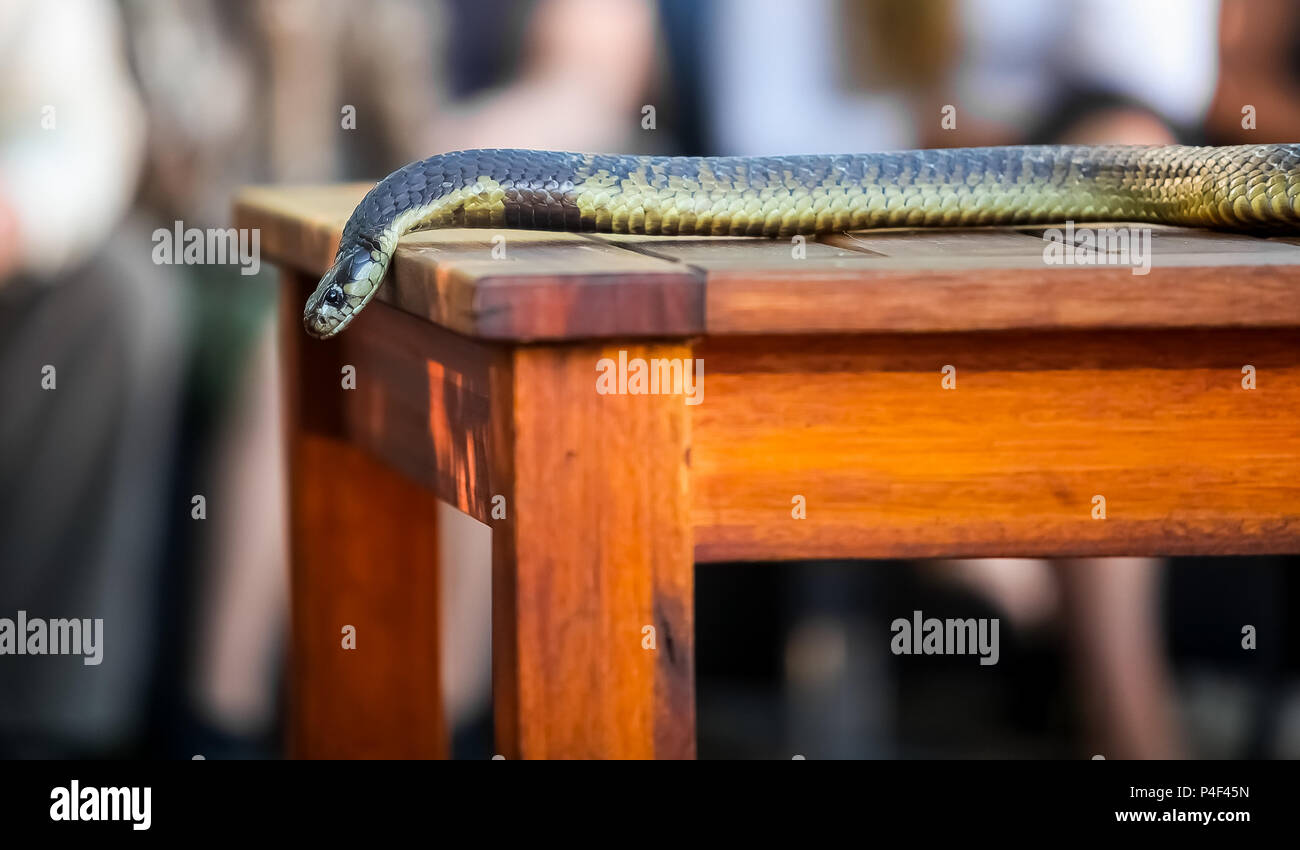 Spitting cobra venom hi-res stock photography and images - Alamy
