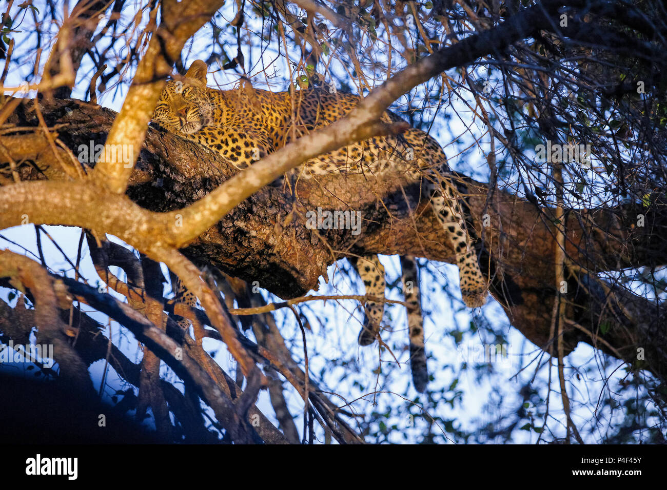 Close up of an African Leopard, Camouflaged wild cat sleeping in the ...