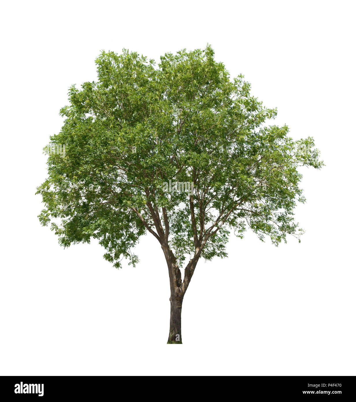 Tall Tree White Background