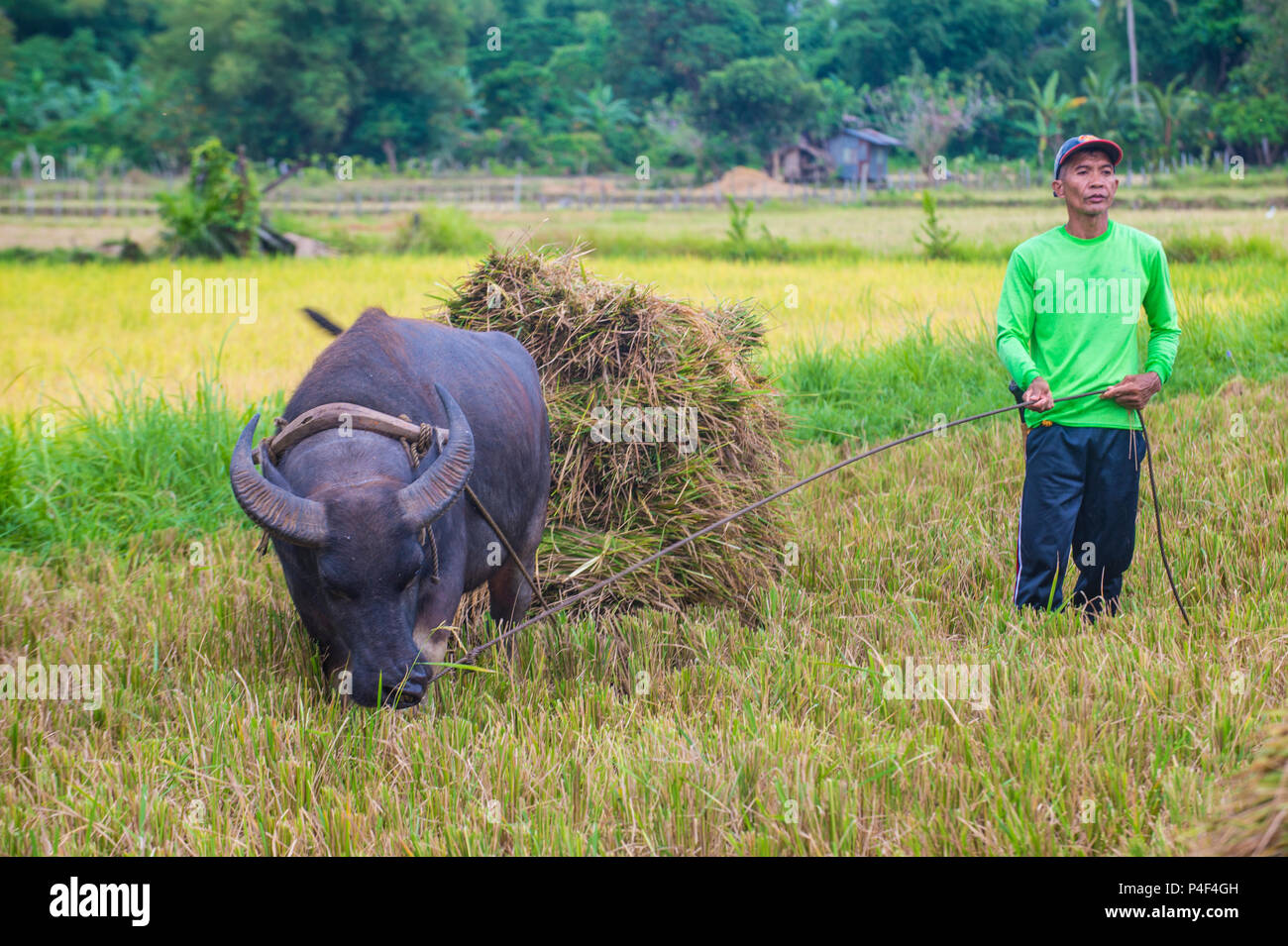 Rice Farming Cow High Resolution Stock Photography and Images - Alamy