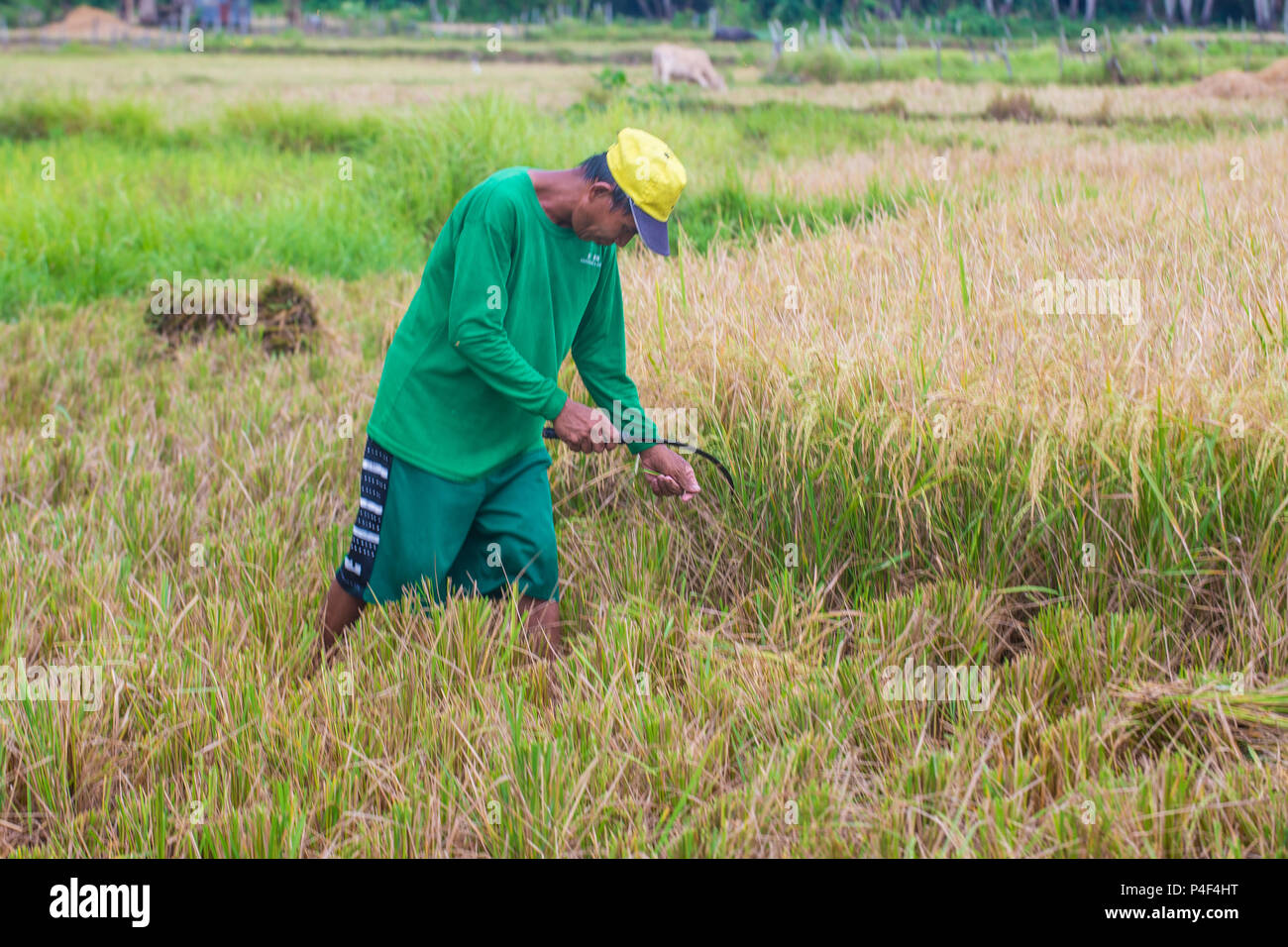 Filipino Rice Farmers