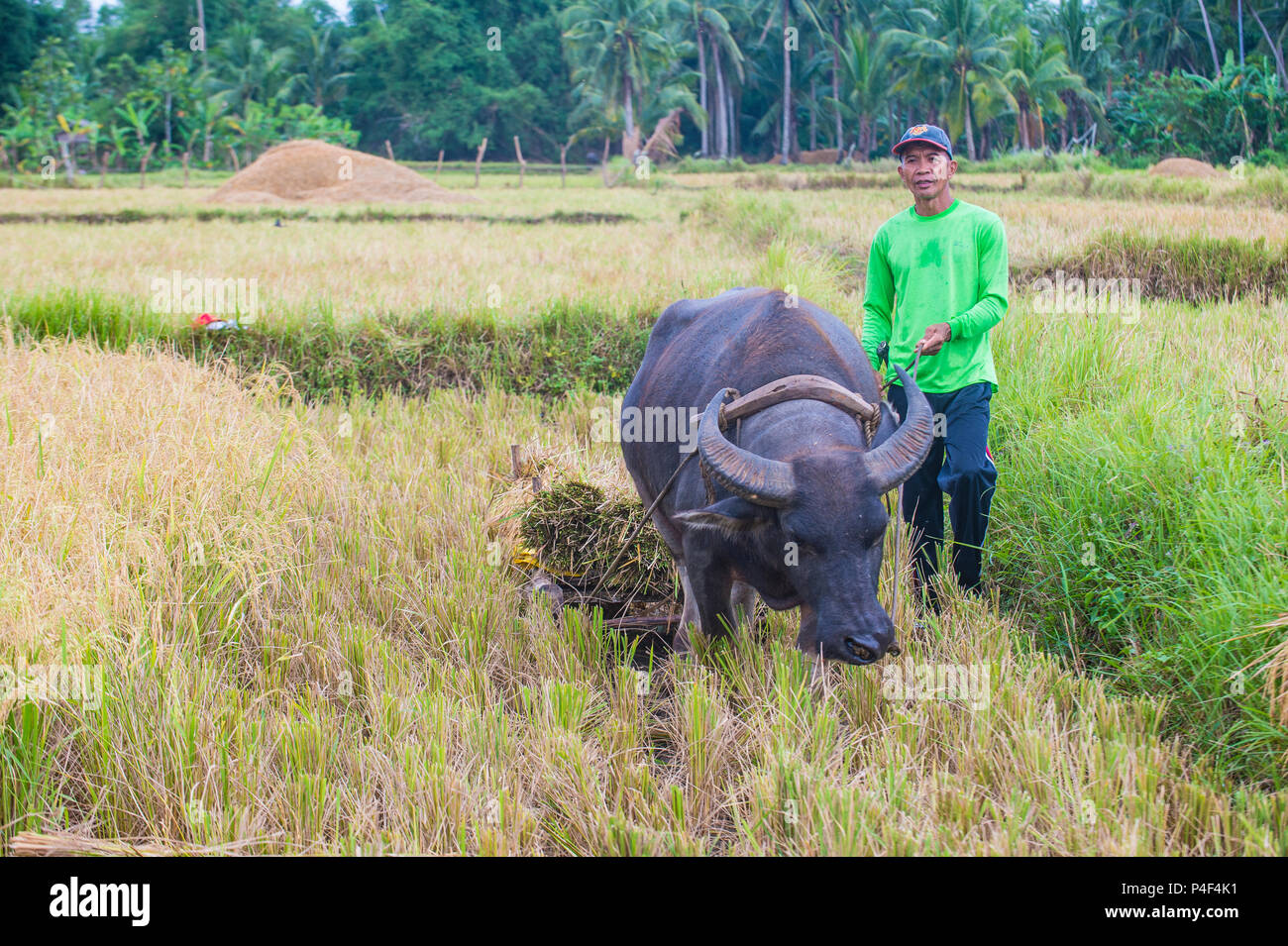 Filipino farmer working at a rice field in Marinduque island The ...