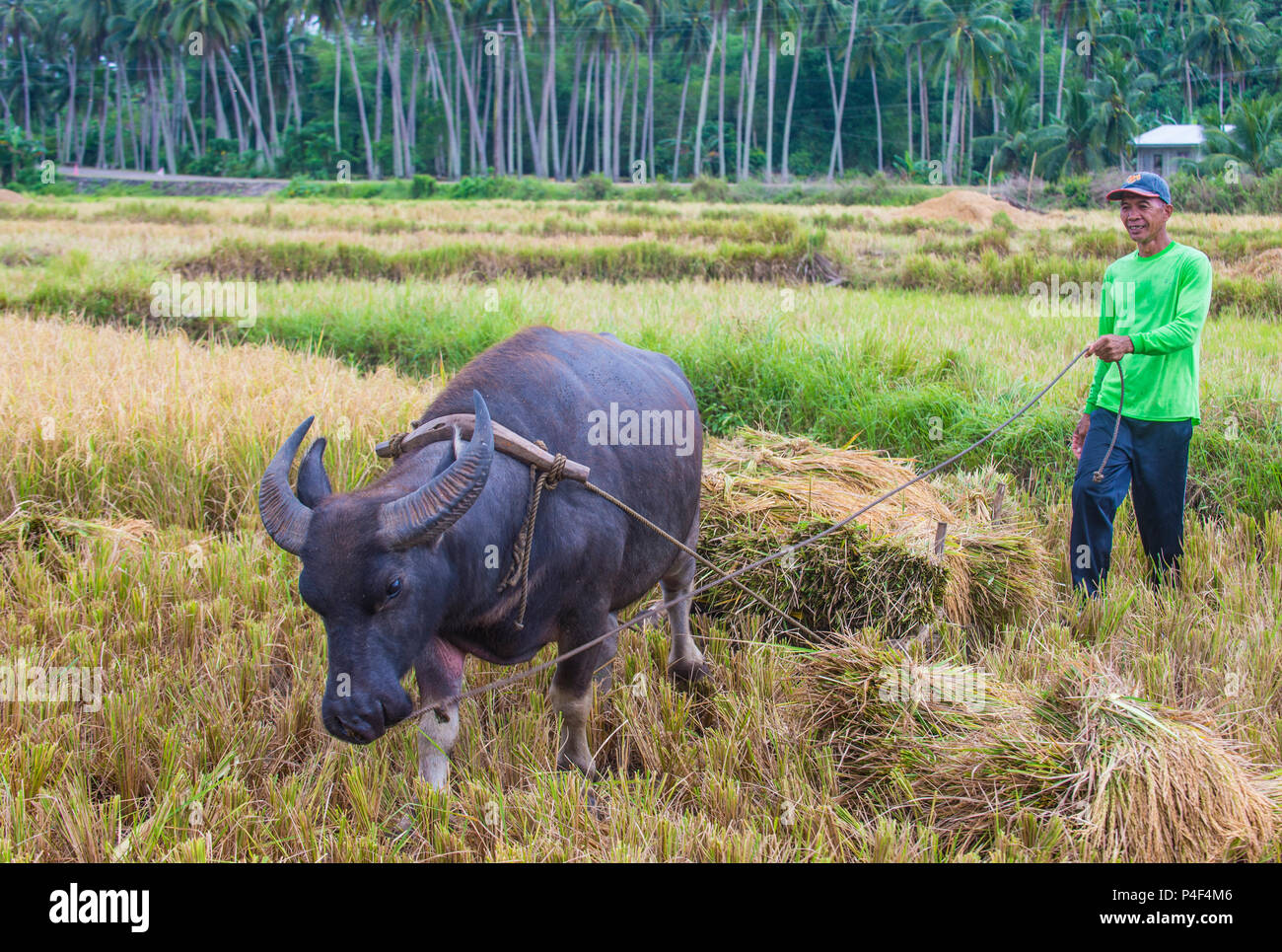 Filipino farmer working at a rice field in Marinduque island The ...