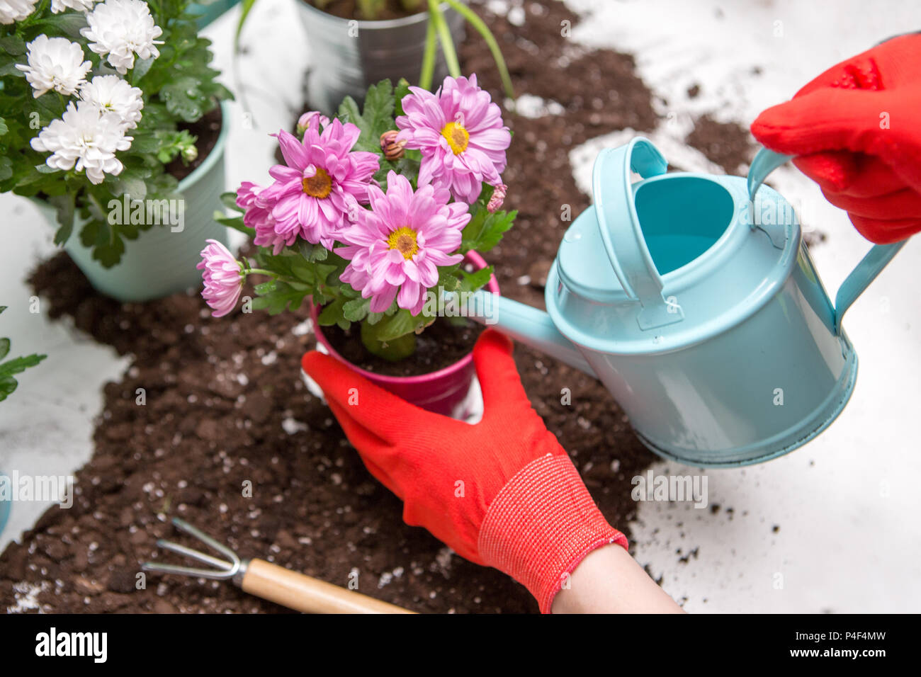 Photo of soil, watering can, human hands in red rubber gloves watering ...