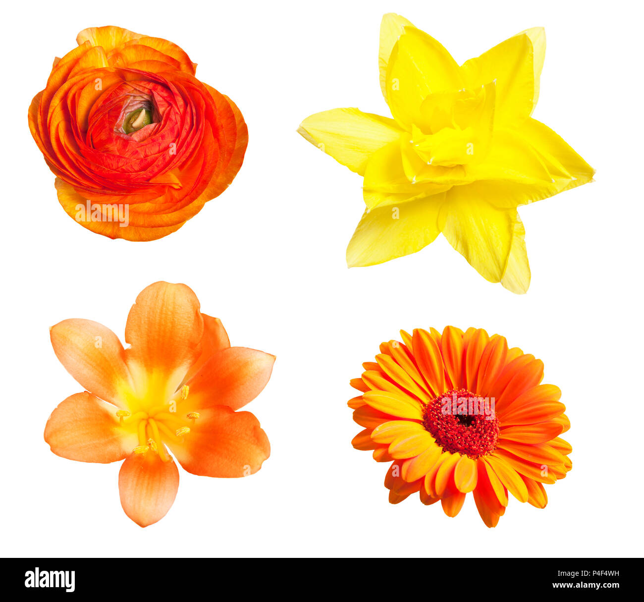 different flowers isolated against white background Stock Photo - Alamy