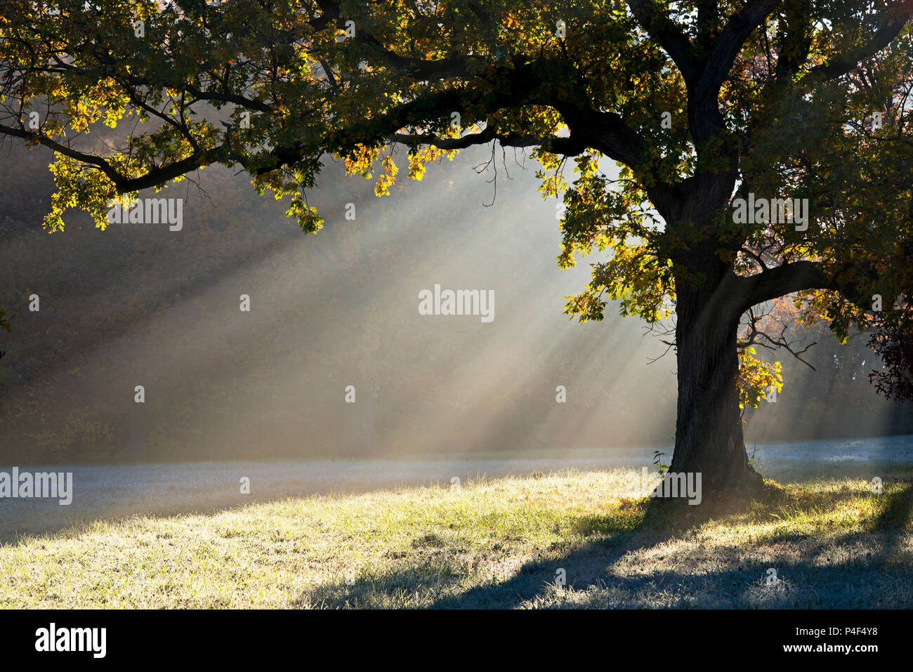Oak savanna hi-res stock photography and images - Alamy